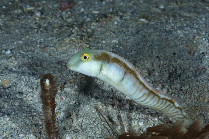 Razor Wrasse Cymolutes Torquatus Stock Photo - Image of keywords, fish ...