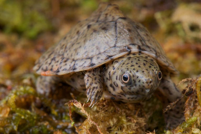 Razorback musk turtle stock image. Image of razor, musk - 15863785