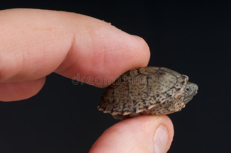 943 Razorback Stock Photos - Free & Royalty-Free Stock Photos from ...