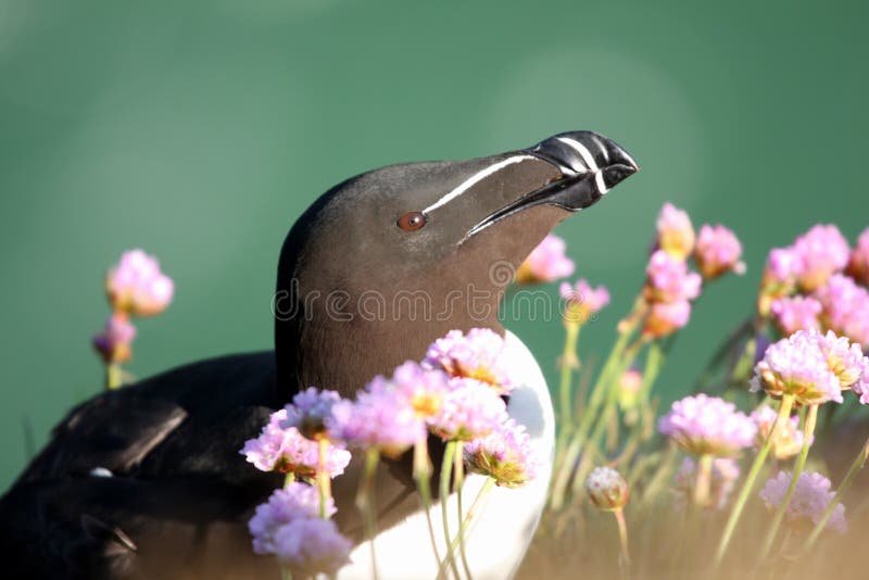Razorbill stock photo. Image of chick, chooses, coastal - 93283022