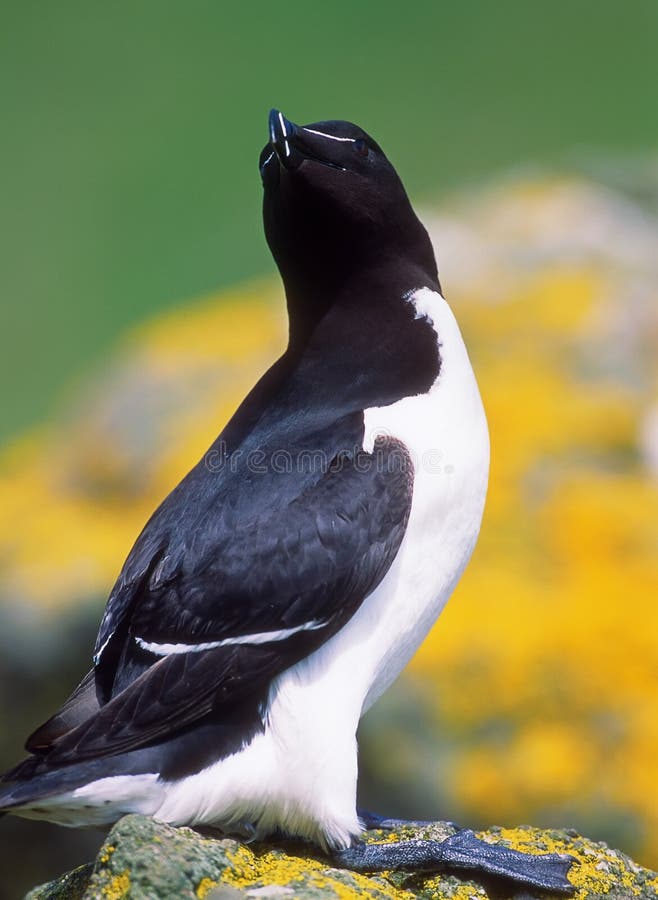 Razorbill ( Alca torda) stock photo. Image of alca, summer - 12422008