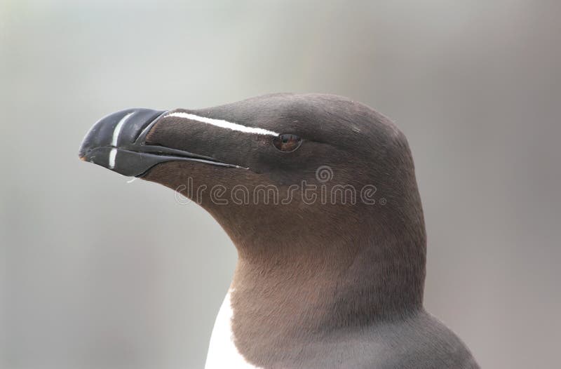 Auks Razorbill, Alca Torda, Arctic Black and White Cute Bird Sitting on ...