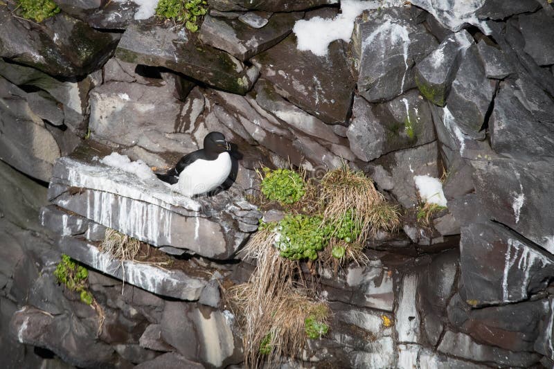 Razorbill (Alca Torda), Iceland Stock Image - Image of diving, seaside ...