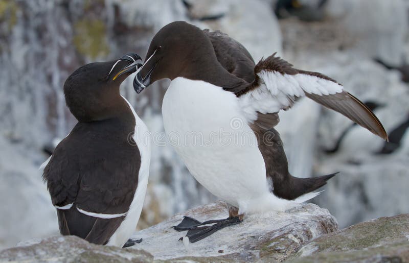 Razorbill (Alca torda) stock photo. Image of coastal - 31808826
