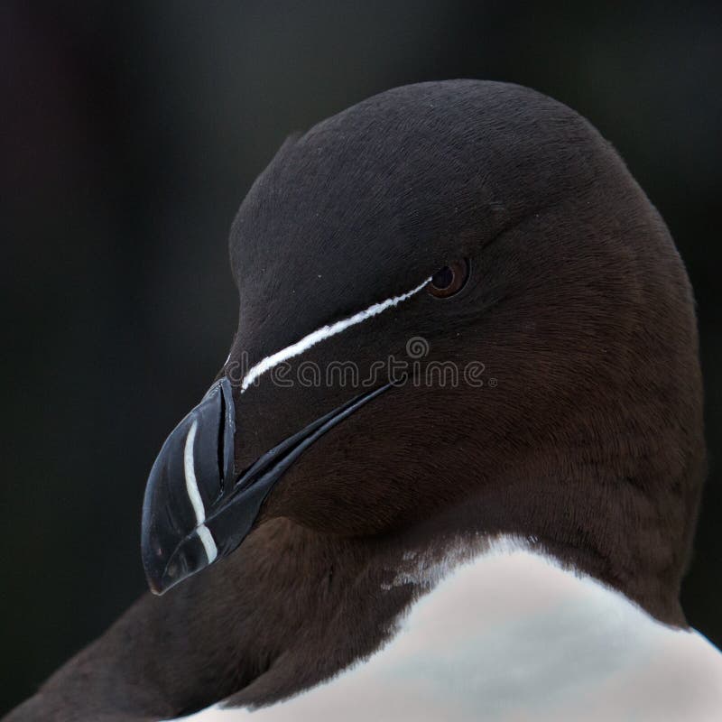 Razorbill (Alca torda) stock photo. Image of torda, cliff - 31808940