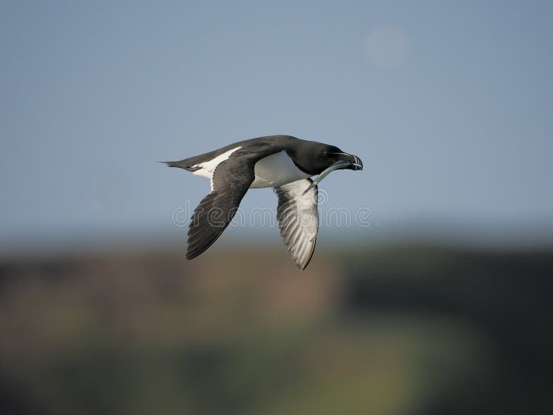 Razorbill, Alca torda stock image. Image of fauna, flight - 250026001