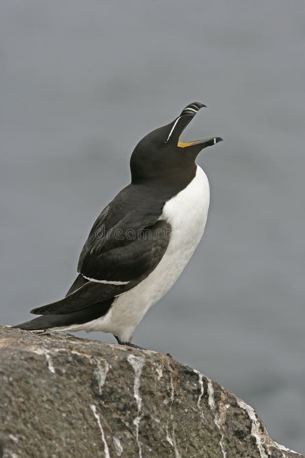 Razorbill, Alca torda stock image. Image of shore, bird - 36377819