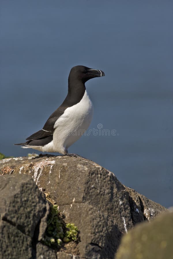 Razorbill, Alca torda stock image. Image of bird, nature - 36377841