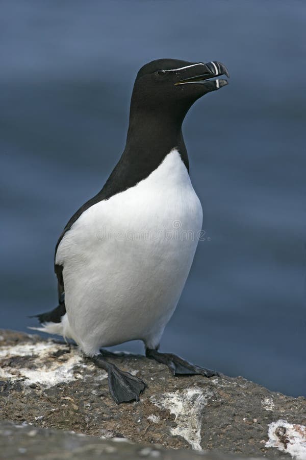 Razorbill, Alca torda stock photo. Image of razorbill - 36377844