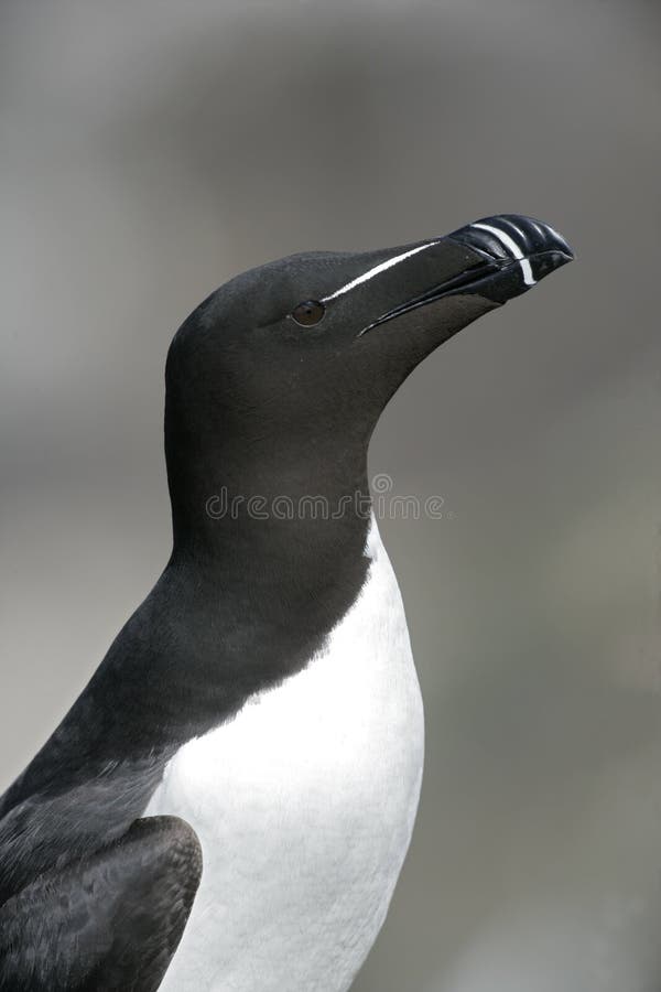 Razorbill, Alca torda stock photo. Image of britain, wildlife - 36377866