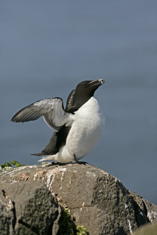 Razorbill, Alca torda stock photo. Image of nature, wildlife - 36377868