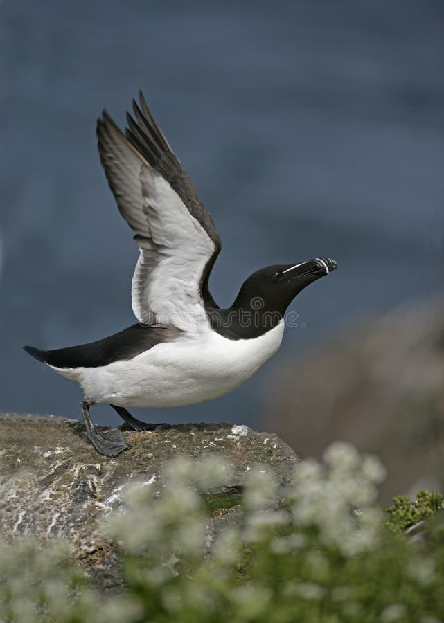 Razorbill, Alca torda stock image. Image of razorbill - 36377897