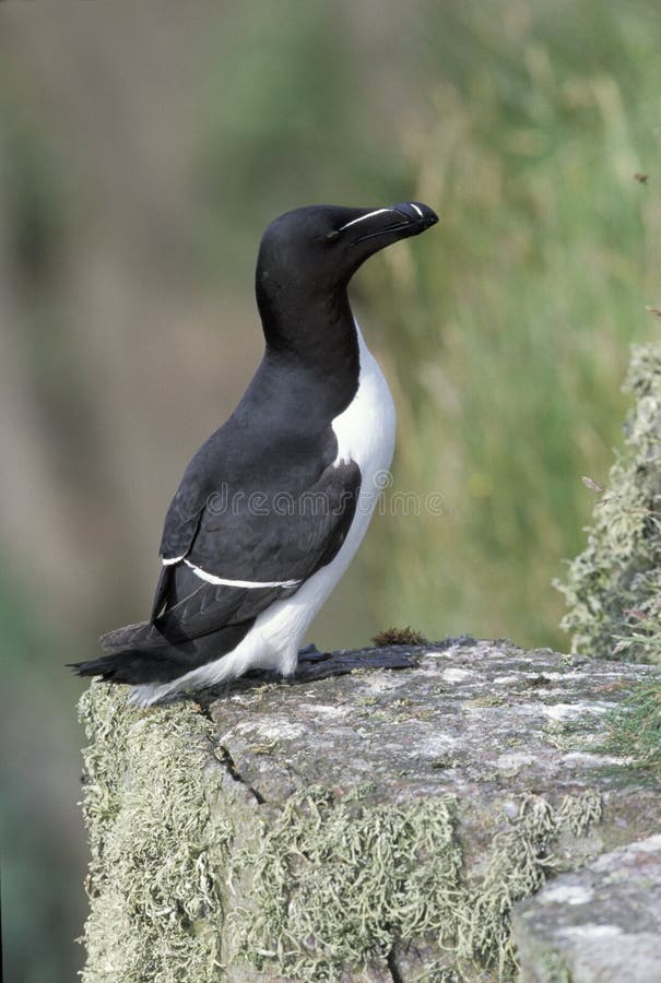 Razorbill, Alca torda stock image. Image of alca, nature - 36377933