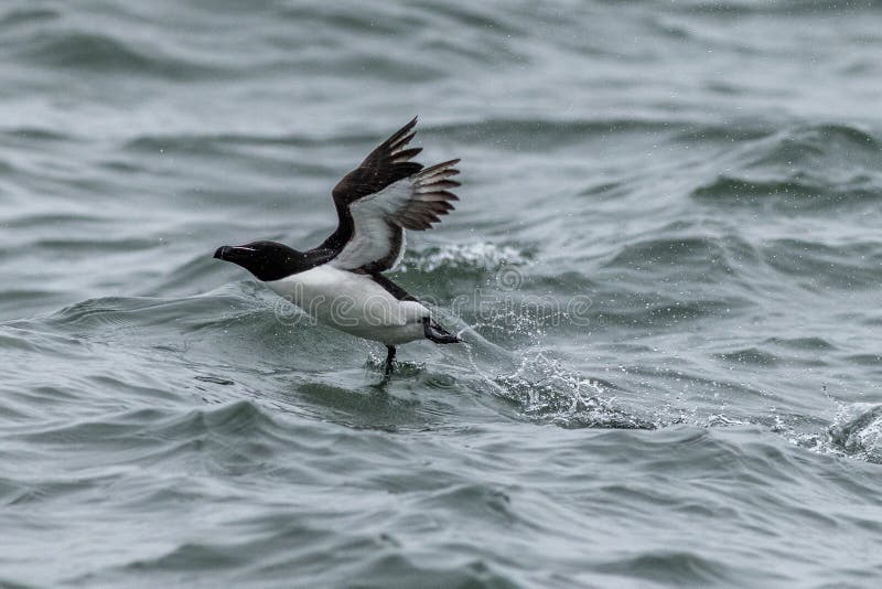 Razorbill Alca torda stock image. Image of razorbill - 258685401