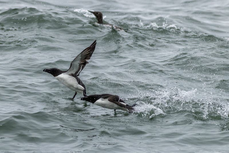 Razorbill Alca torda stock photo. Image of alca, color - 258685450