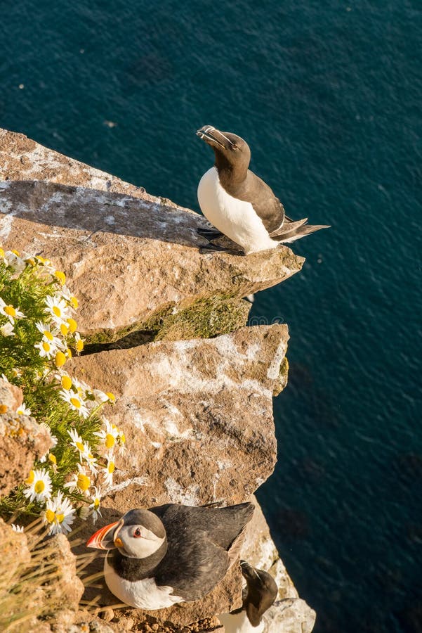Razorbill Pair Bolungarvík Iceland Stock Photos - Free & Royalty-Free ...