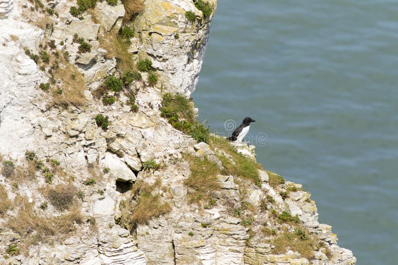 Razorbill stock photo. Image of coast, razorbills, avian - 55222798
