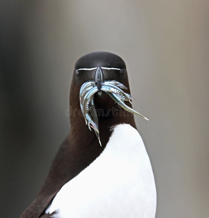 Razorbill stock photo. Image of arctic, feathers, avian - 99217644