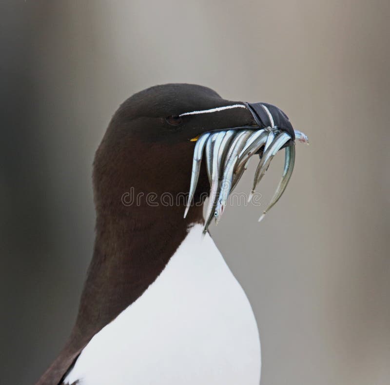 Razorbill stock photo. Image of parent, avian, feather - 99217628