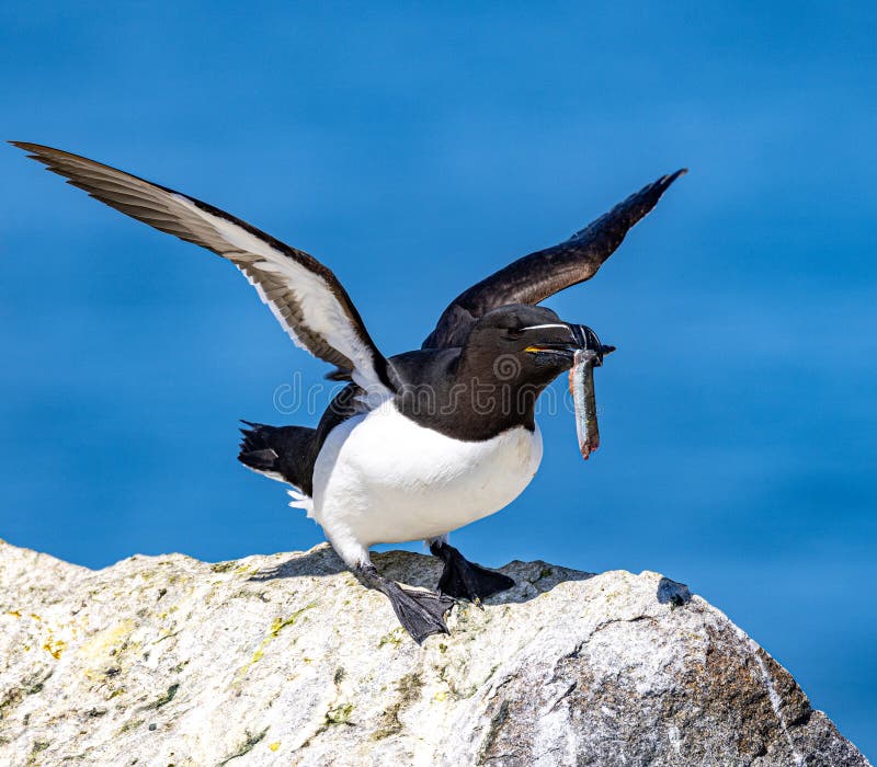 Razorbill on Machias Seal Island Stock Photo - Image of atlantic ...