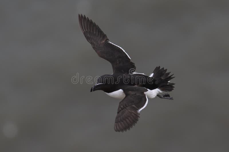 Razorbill Flying Down the Cliff Stock Photo - Image of gull, razorbill ...