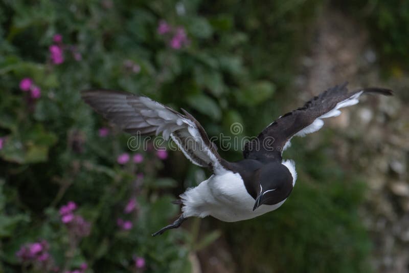 Razorbill Flying Down the Cliff Stock Image - Image of gull, cliff ...