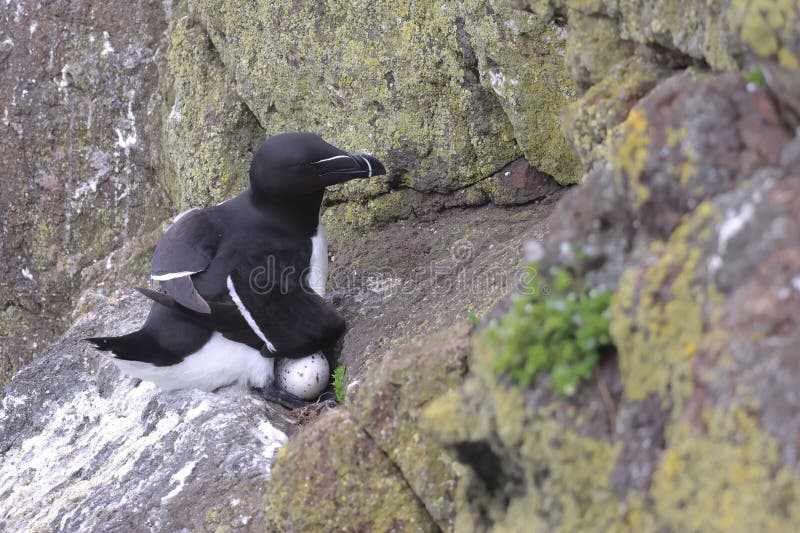Razorbill with Its Egg Precariously Perched on a Cliff Ledge. Stock ...