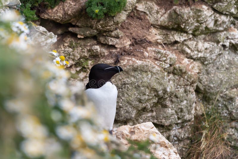 Razorbill Nesting on a Cliff with Daisies Stock Photo - Image of water ...