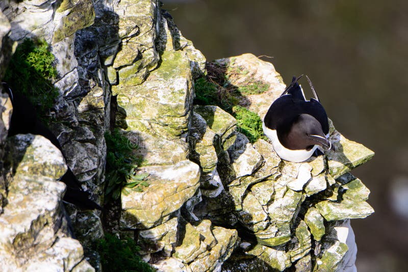 Razorbill Nesting on the Cliff Stock Photo - Image of razorbill ...
