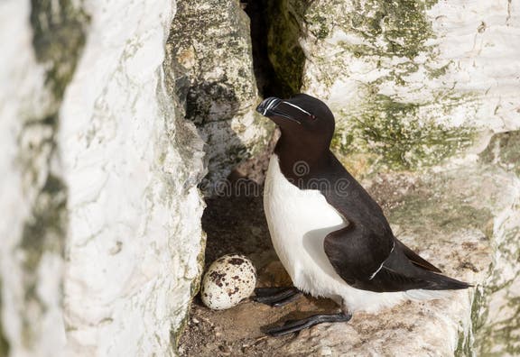 Razorbill Nesting and Protecting Its Egg on a Sea Cliff Stock Image ...