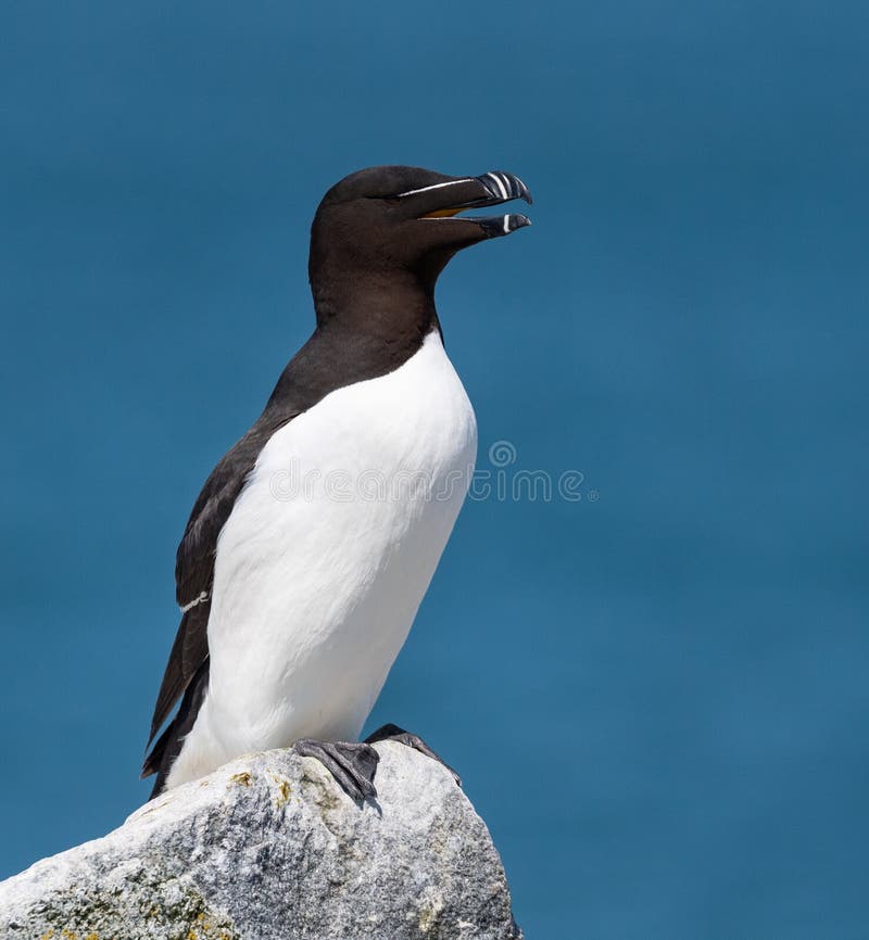Razorbill on Machias Seal Island Stock Image - Image of island ...