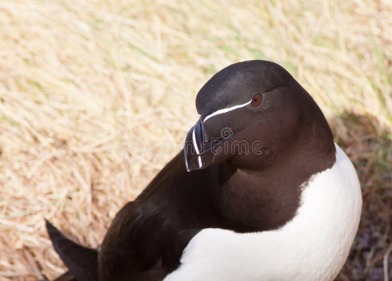 Razorbill portrait stock image. Image of coastline, atlantic - 24822509