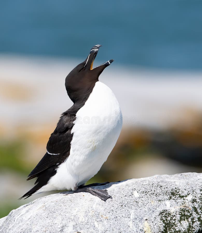 Razorbill stock image. Image of family, barred, eagle - 99258877