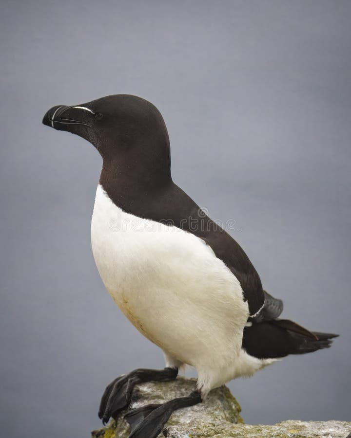 Razorbill in profile stock photo. Image of common, kittiwake - 320768982