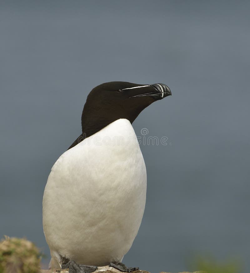 Razor-Billed Auk stock photo. Image of island, machias - 10349126