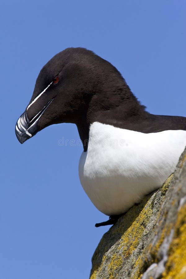 Razorbill Or Razor-billed Auk Stock Image - Image of summer, vertical ...