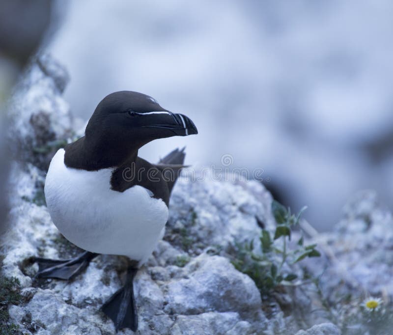 Razorbill stock image. Image of animals, nature, wildlife - 48470721