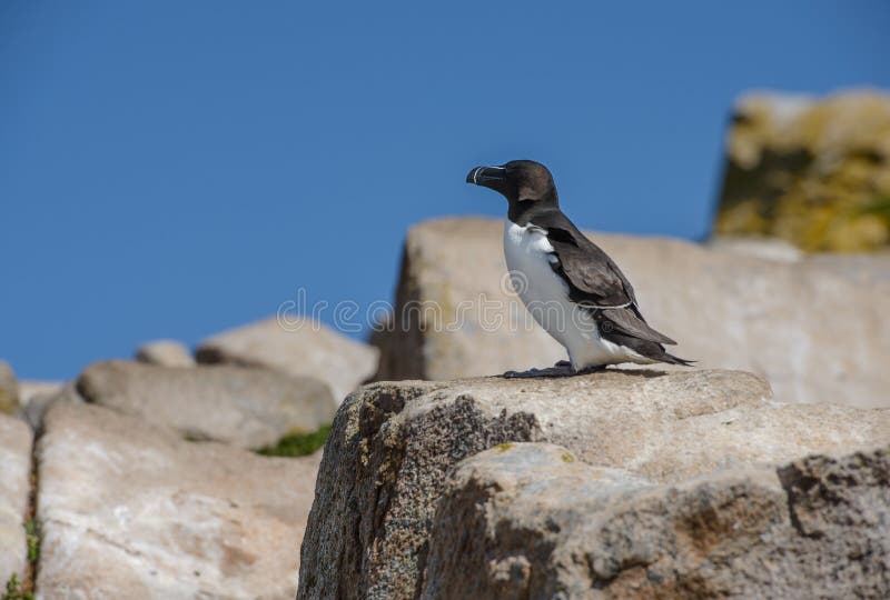 Razorbill stock photo. Image of seabird, europe, wild - 55205930
