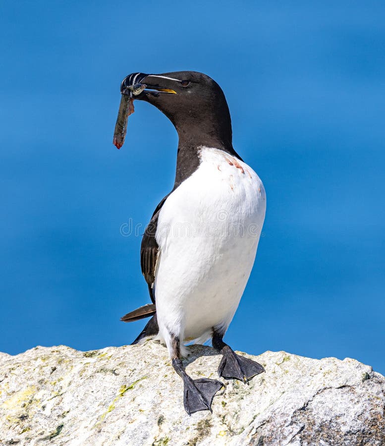 Razorbill on Machias Seal Island Stock Photo - Image of atlantic ...