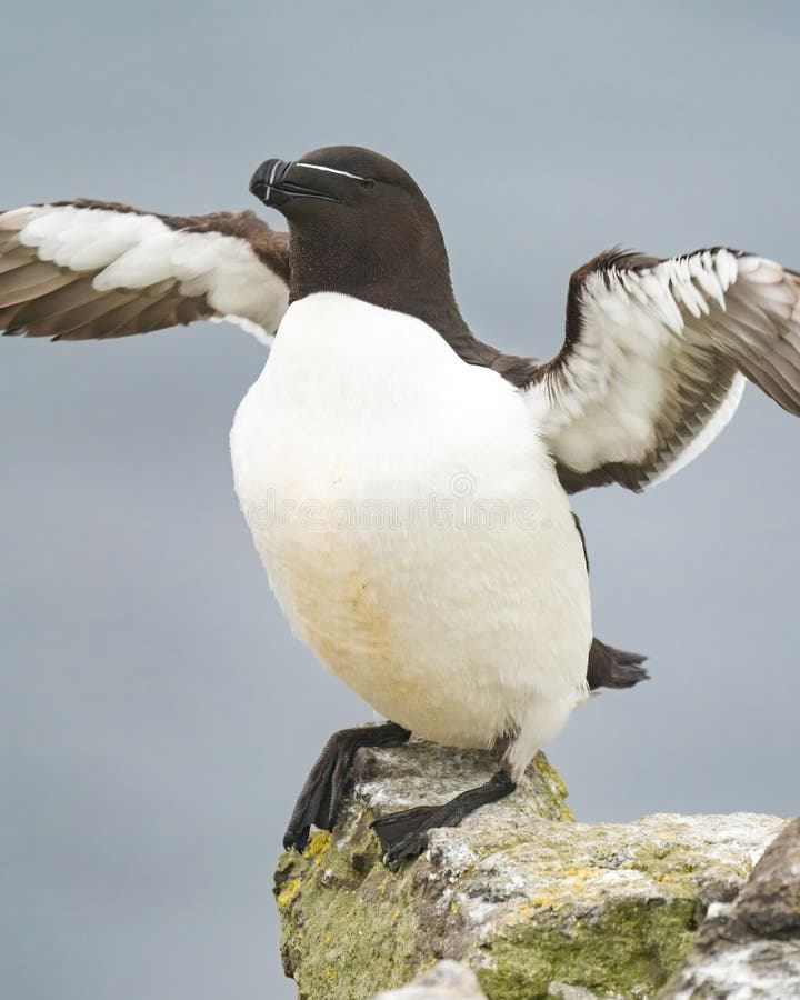 Razorbill with Wings Spread Stock Photo - Image of watching, nest ...