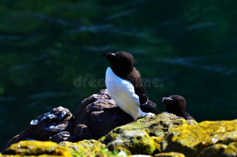 Razorbills, Isle of May Cliff Face - Scotland Stock Photo - Image of ...