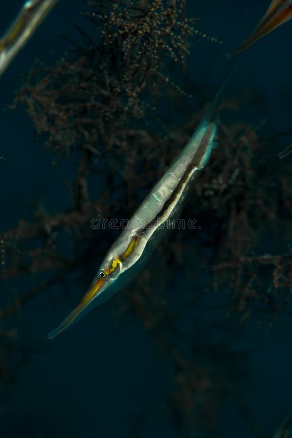 Razorfish Aeoliscus Strigatus Stock Image - Image of animal, vertebrate ...