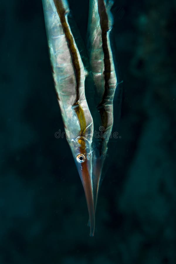 Razorfish Aeoliscus Strigatus Stock Photo - Image of bunaken ...