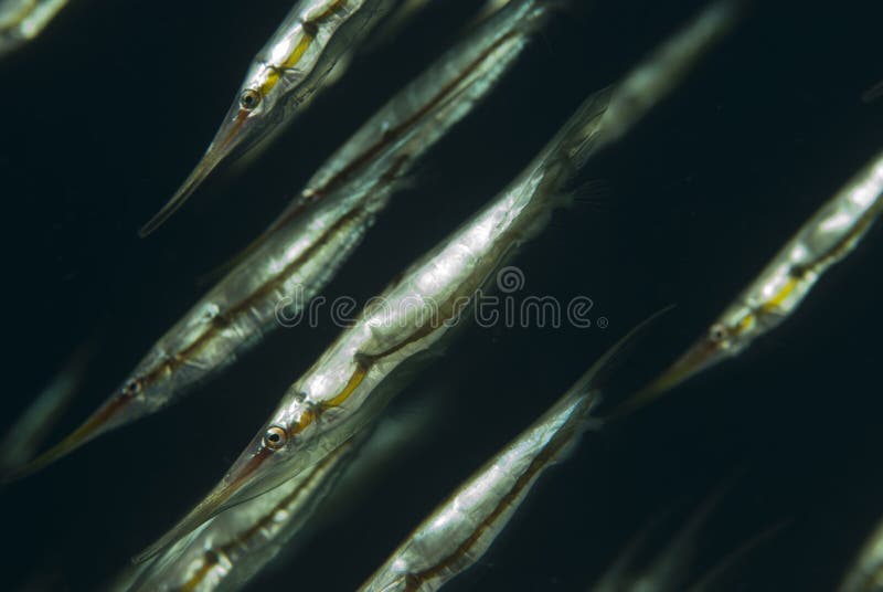 Razorfish Aeoliscus Strigatus Stock Image - Image of location, biology ...