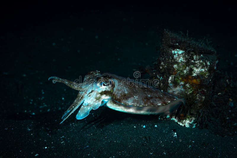 Broadclub Cuttlefish, Sepia Latimanus Stock Photo - Image of strigatus ...