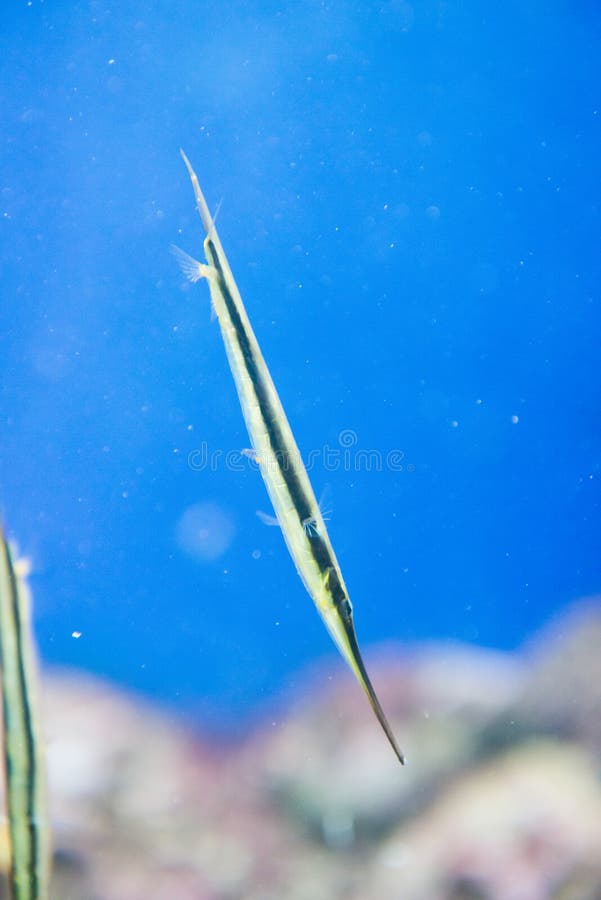 Razorfish - Aeoliscus Strigatus Stock Image - Image of razor, pattern ...