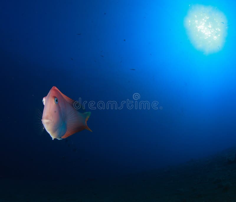 A Razorfish Observes Curious Standing on the Sea Bottom Stock Image ...