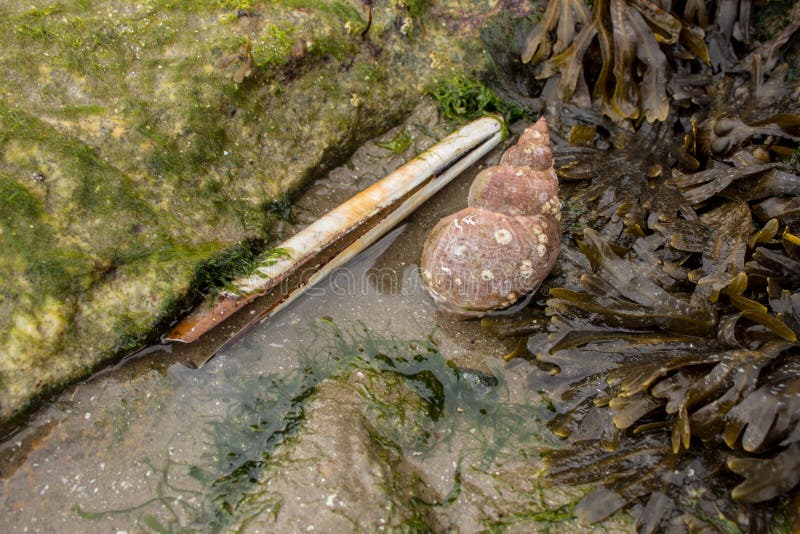 Razorfish Shell E Caracol De Mar Shell Na Praia Foto de Stock - Imagem ...