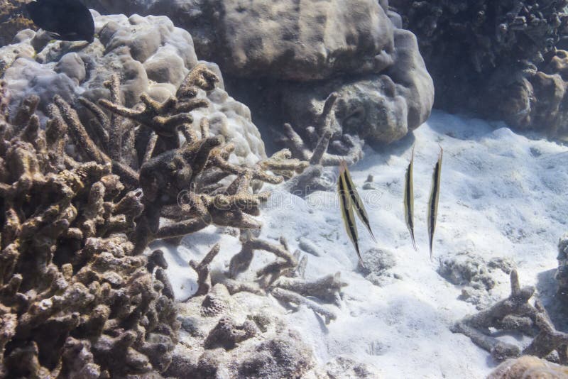 1+ Razorfish Free Stock Photos - StockFreeImages