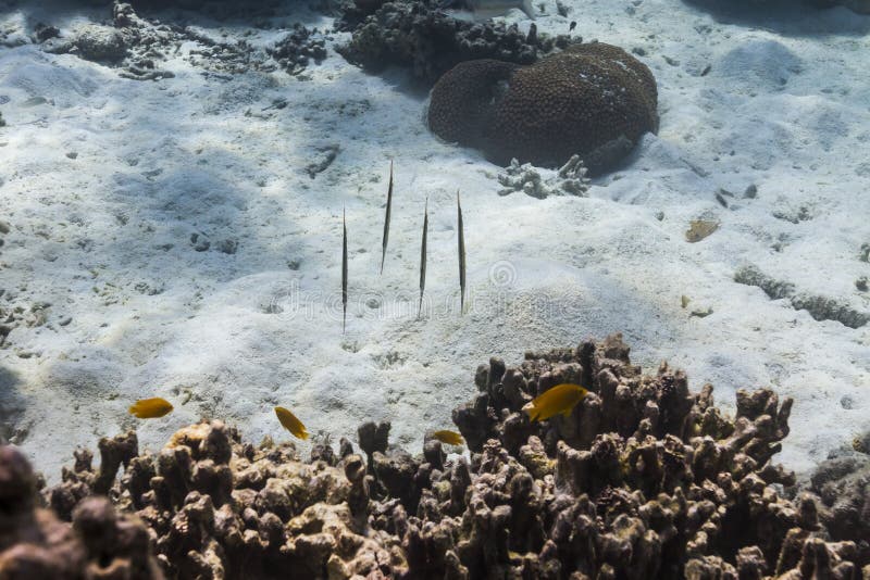 Razorfish at Surin island stock image. Image of island - 28167671